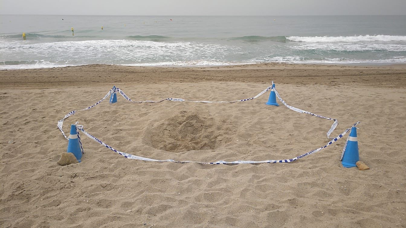 Primer nido de tortuga marina en las costas españolas esta temporada ...