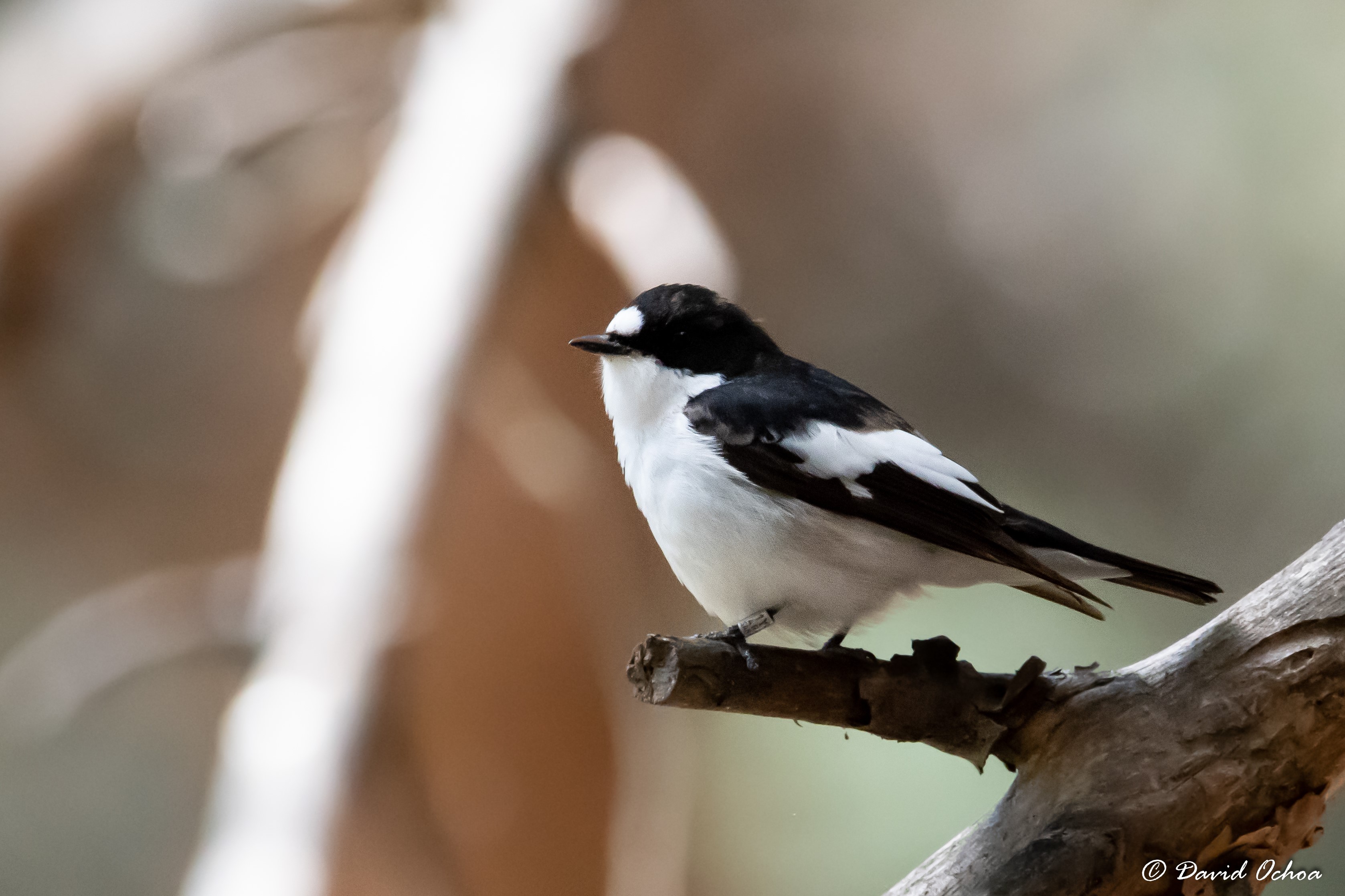 Las aves más atractivas no se reproducen con mayor éxito | elclickverde