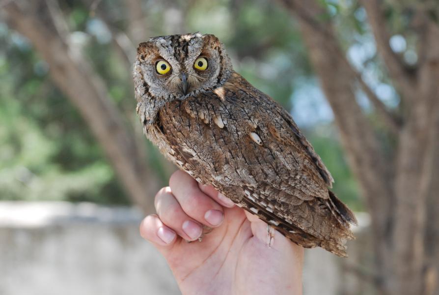 Autillos: un mini búho en la ciudad | elclickverde