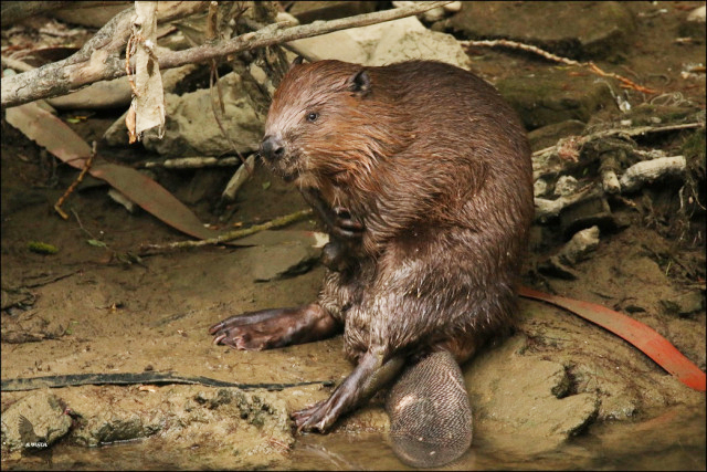 El castor, que trasmocha la arboleda pero no la mata | elclickverde