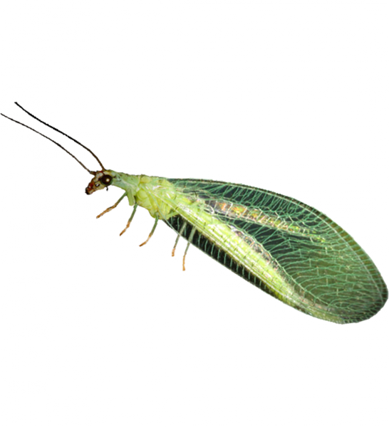 ¿En qué habitación ponemos la crisopa? | elclickverde