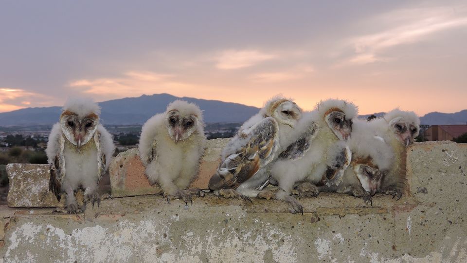 Buscando nuevos hogares para la lechuza | elclickverde