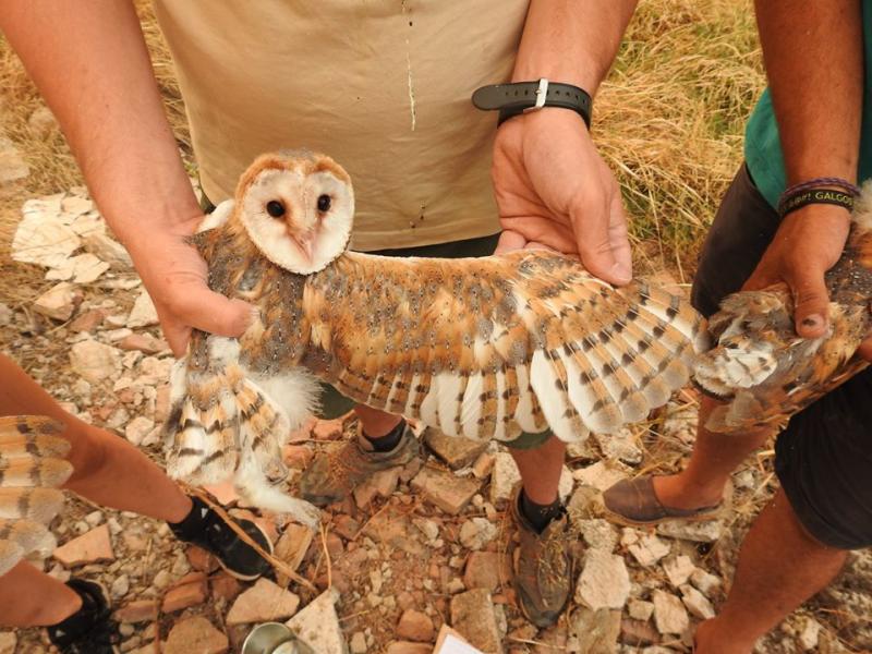 Buscando nuevos hogares para la lechuza | elclickverde