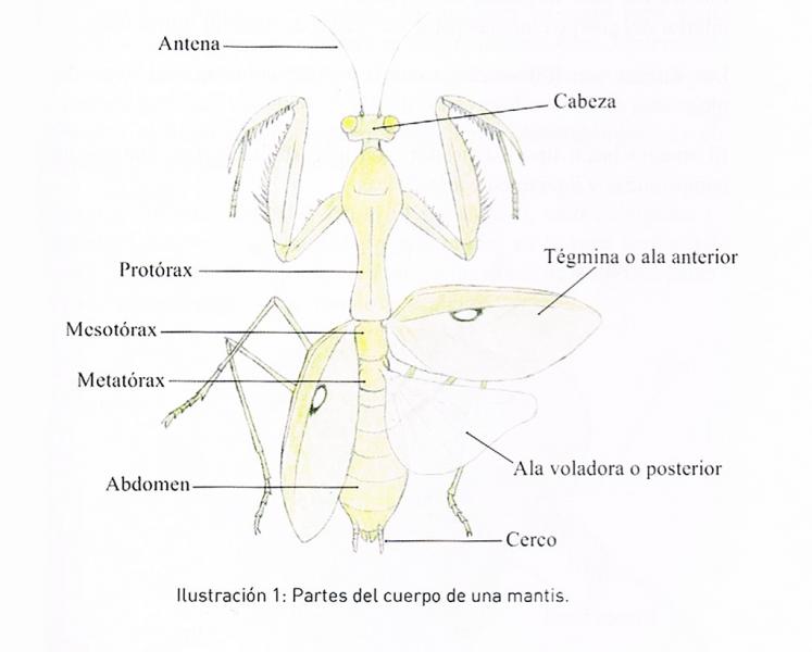 Anatomía De La Mantis Religiosa