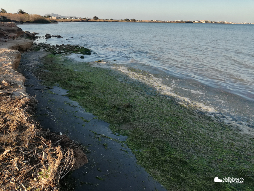 La Comunidad ha retirado 12.256 toneladas de biomasa del Mar Menor ...