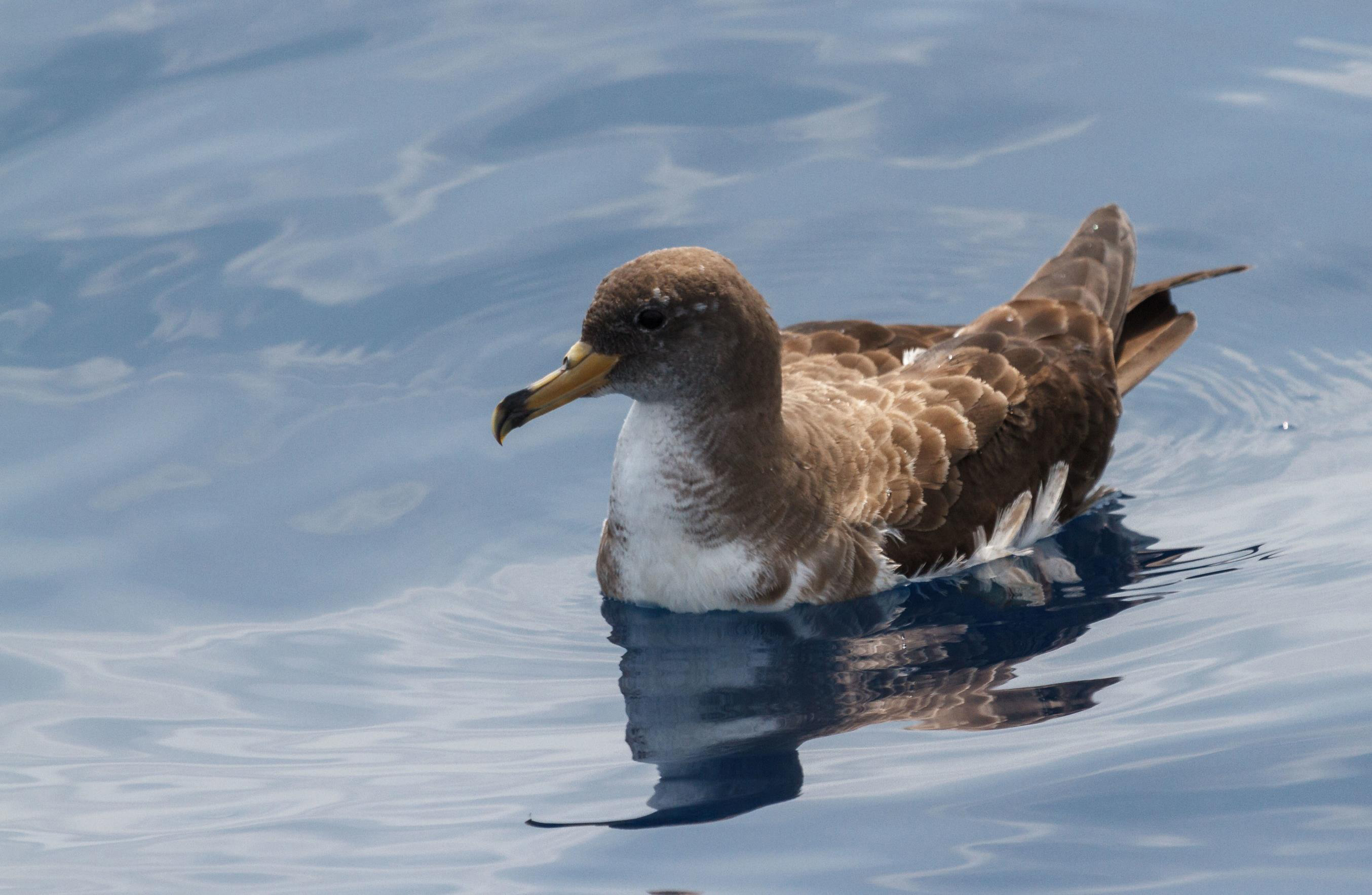 Las aves posadas en superficie, nuevos detectores de la velocidad de ...