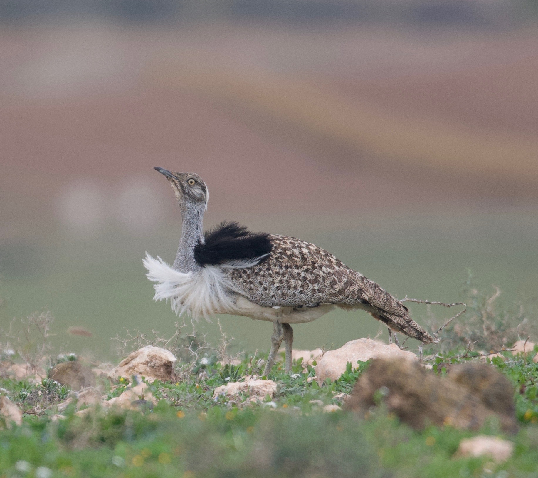Descubren los intensos amores bajo la luna llena de la hubara canaria ...